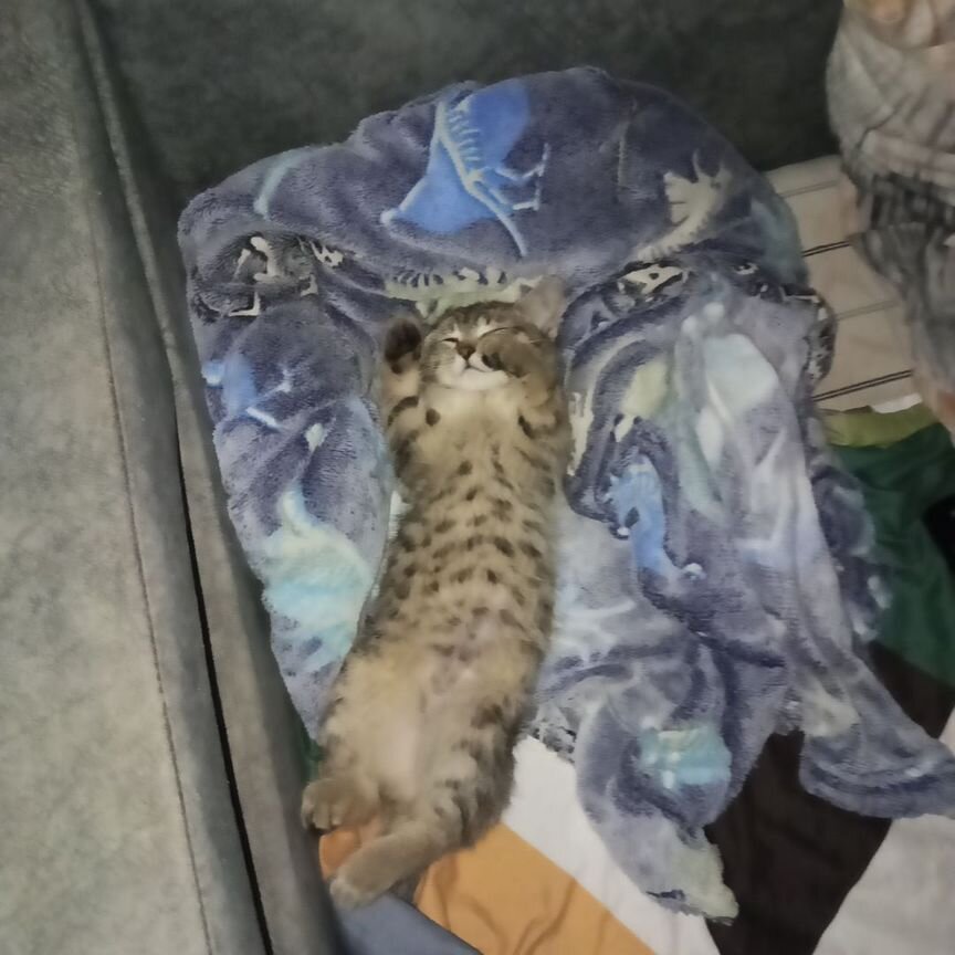 Котёнок в добрые руки