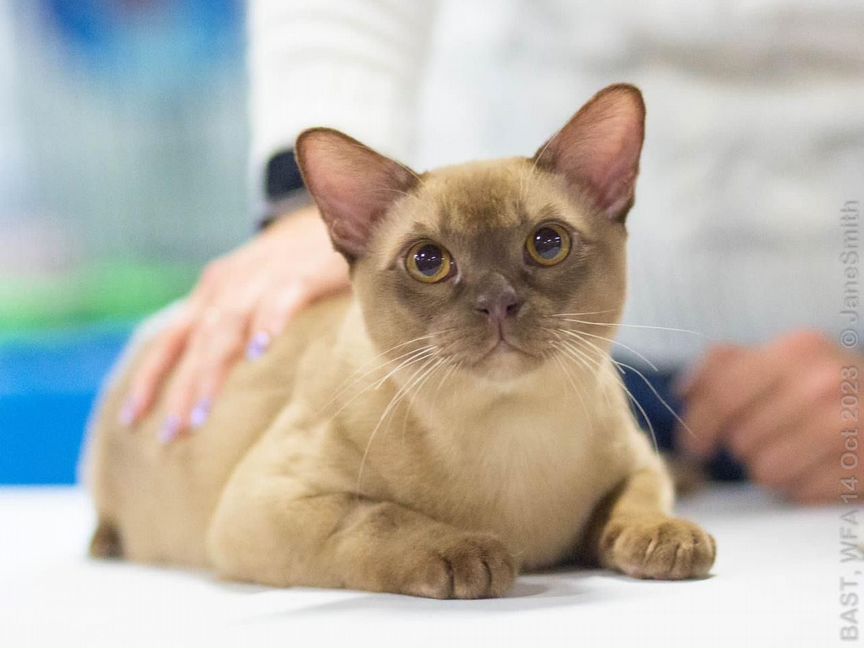 Бурманский Кот, вязка