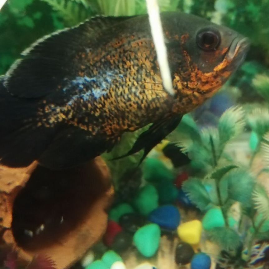 Аквариумные рыбки астронотусы