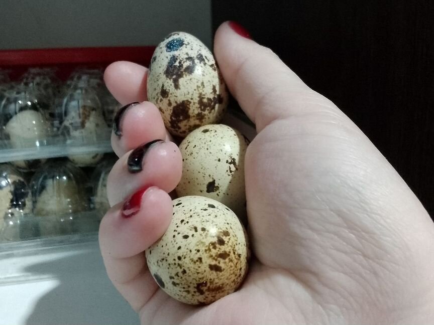 Яйца перепелов