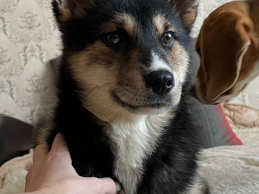 Собака в добрые руки даром