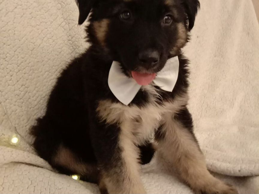 Щенок мальчик