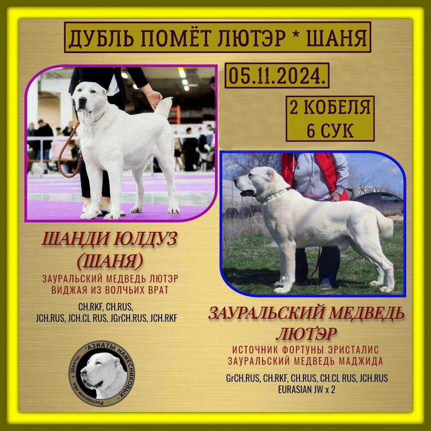 Щенки суки сао