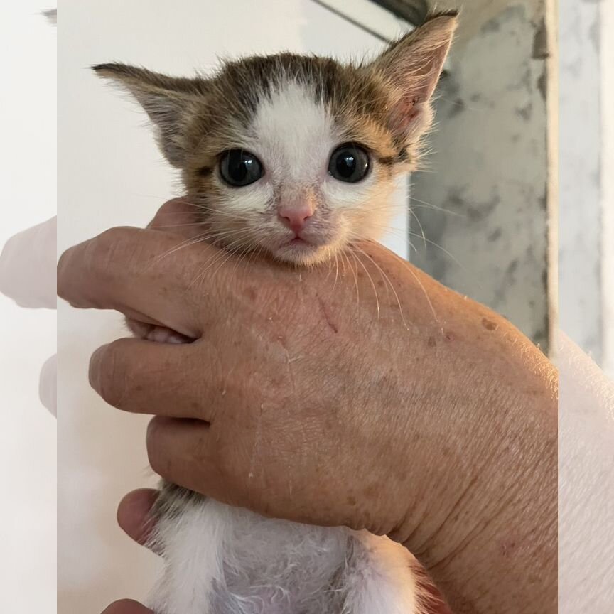Отдам даром котят