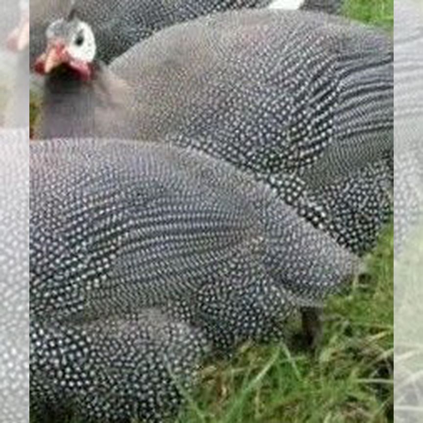 Инкубационное яйцо бройлерной цесарки Франция