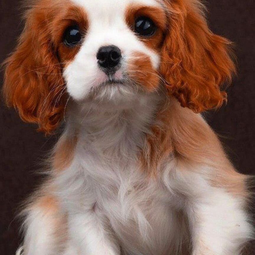 Кинг Чарльз спаниель