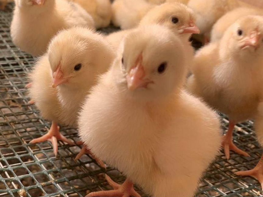 Цыпленок Кобб-500 суточный