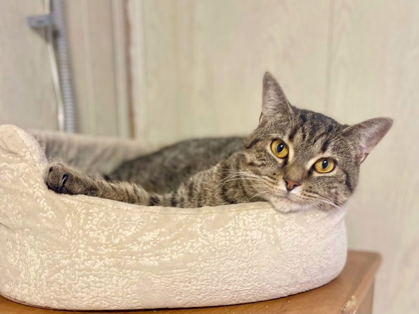 Котишки из приюта ждут человека