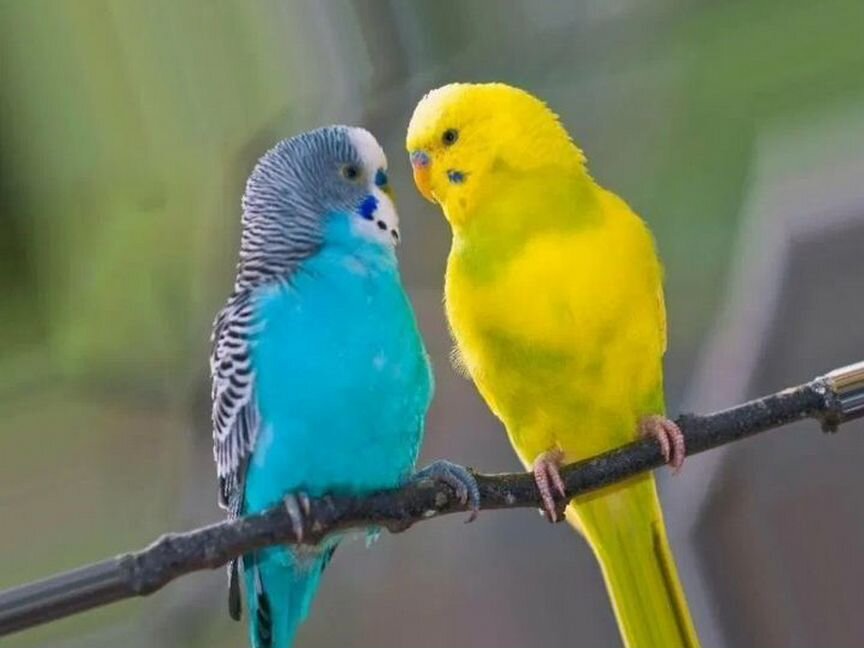 Волнистый попугай