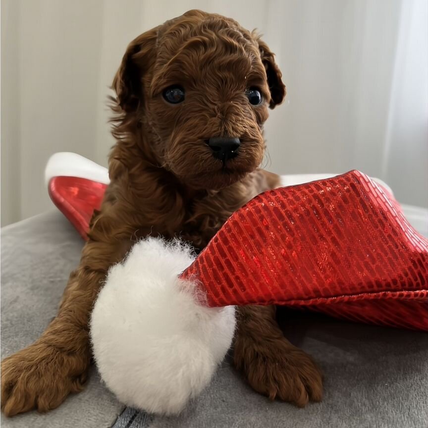 Той-пудель, щенок