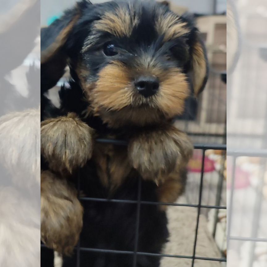 Йоркширский терьер, щенок