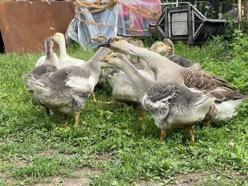 Гусята подрощенные