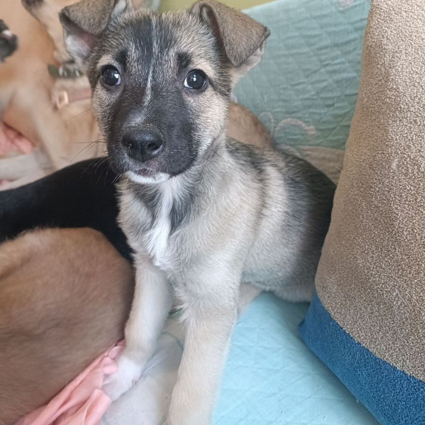 Отдам в добрые руки