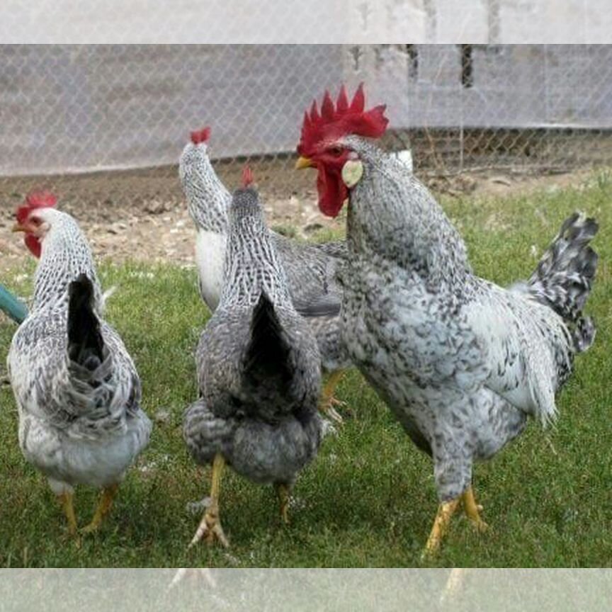 Продам петухов леггорна серебристого