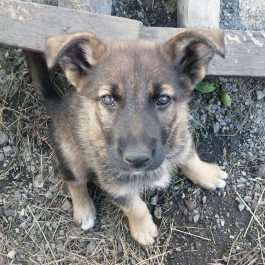Щенок в добрые руки бесплатно