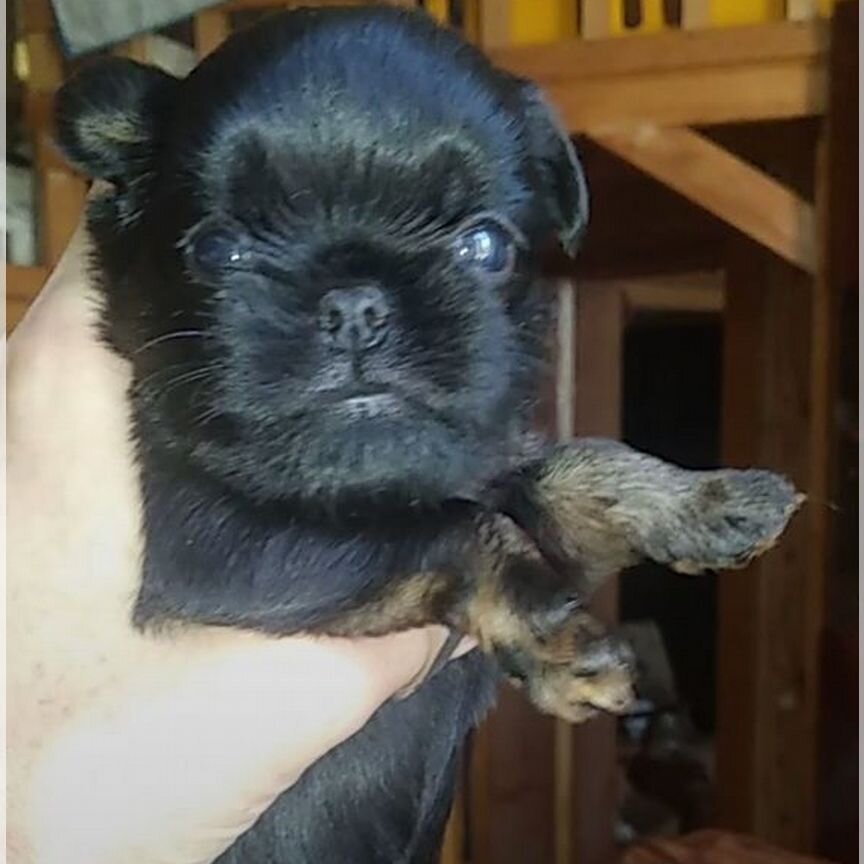 Бельгийский гриффон