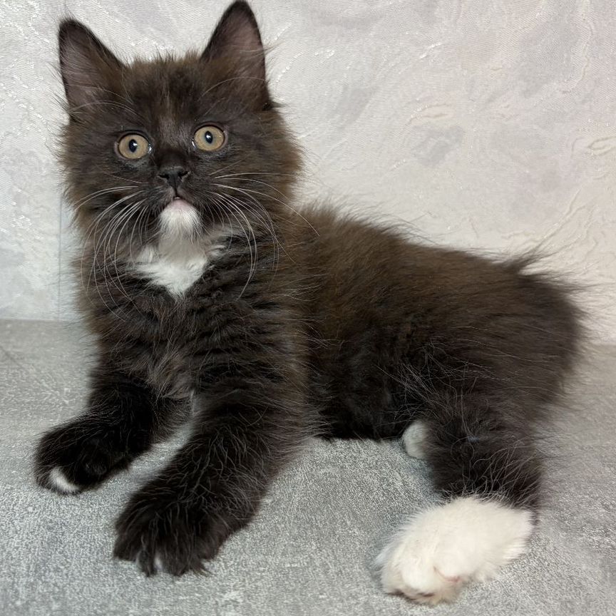 Курильский бобтейл длинношёрстный котёнок