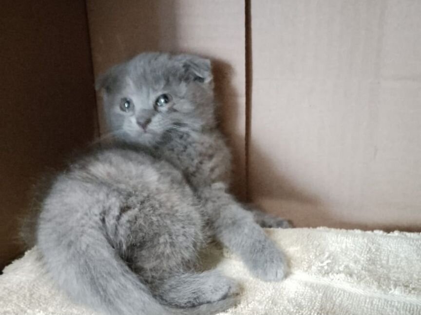 Вислоухие котята в добрые руки