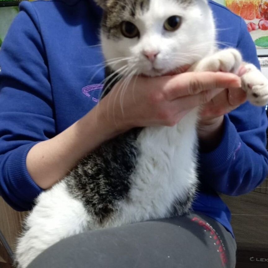 Котик в добрые руки