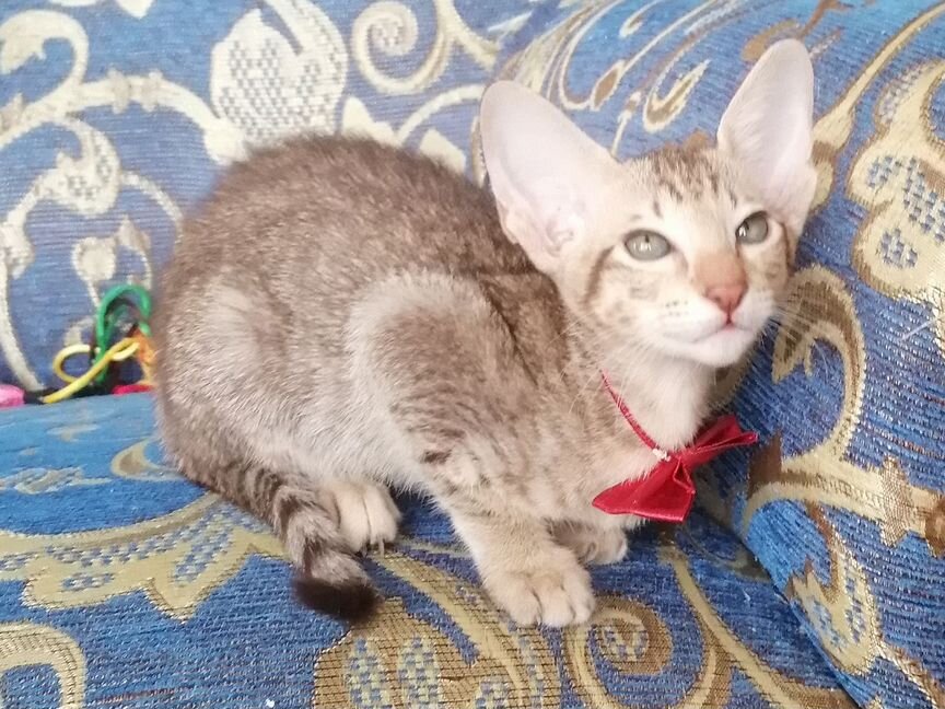 Ориентальные котята