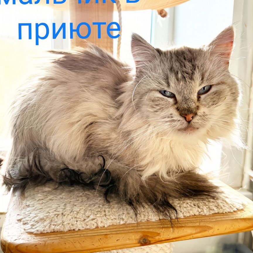 Невский маскарадный, взрослый кот