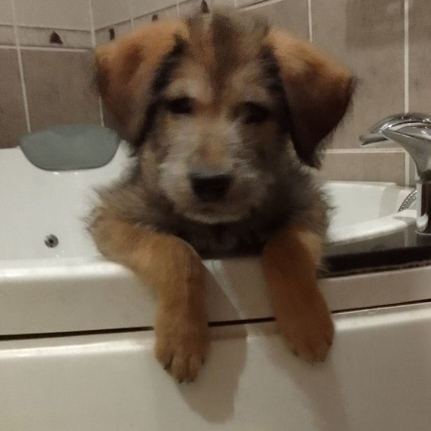 Отдам собаку в добрые руки на охрану