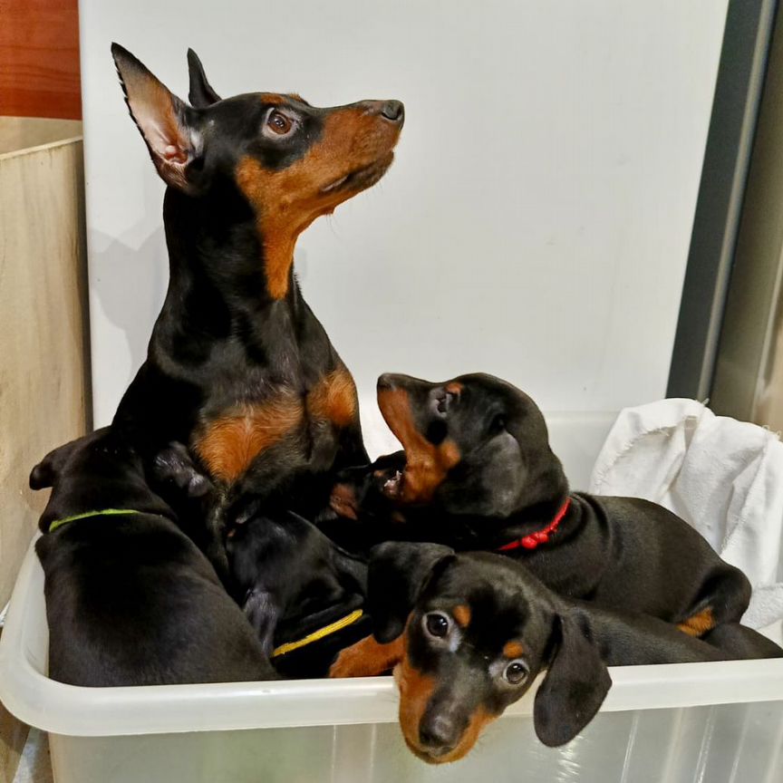 Цвергпинчер, щенок