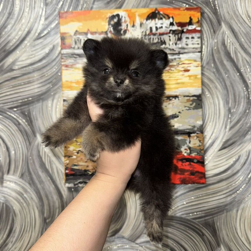 Померанский шпиц мини мальчик с документами