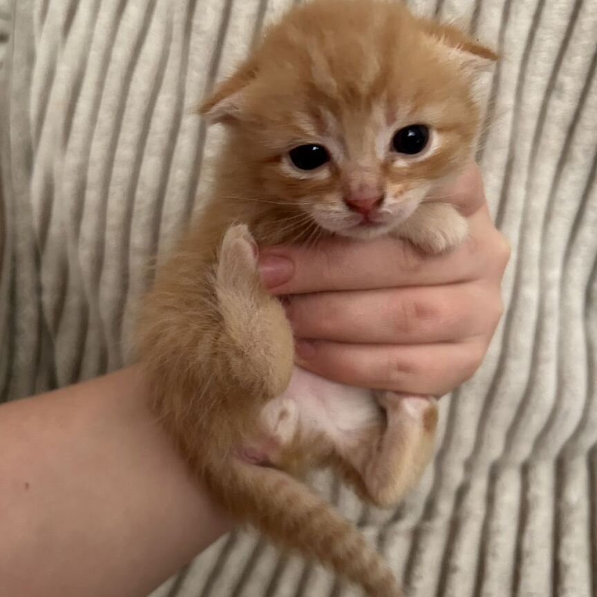 Котёнок в добрые руки