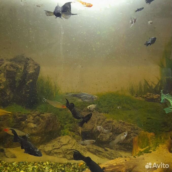 Малинезия подростки