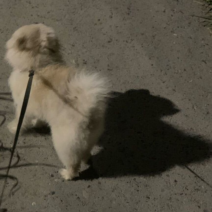 Продам девочку шпица