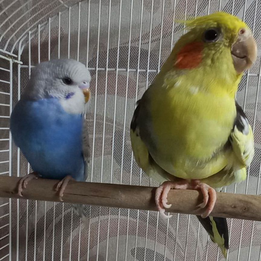 Волнистый попугай