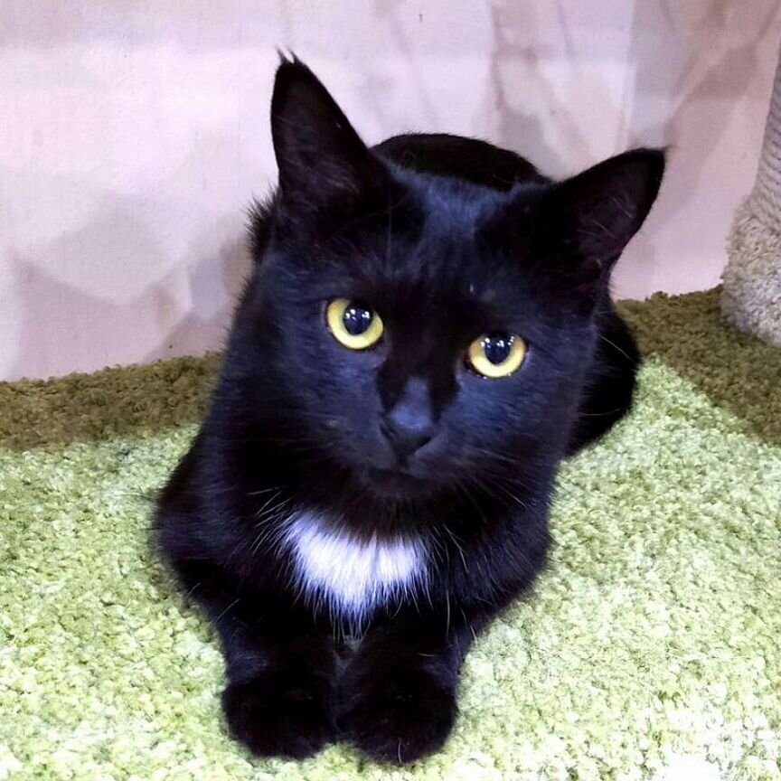 Кошка