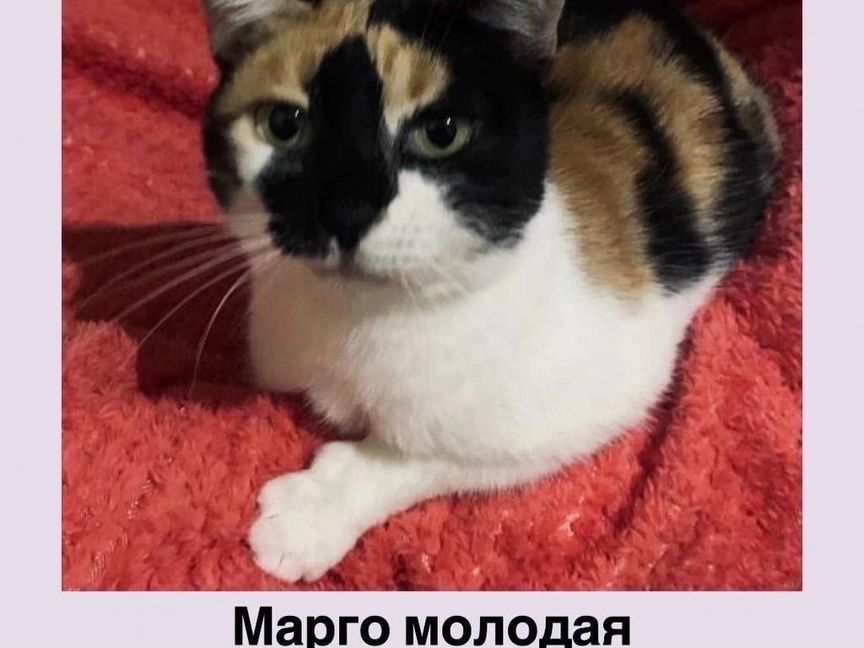 Кошка Марго стерилизована