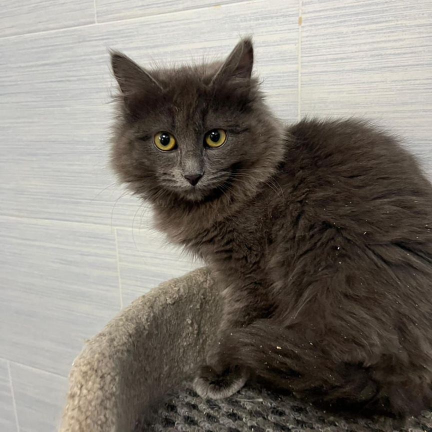 Классная девочка