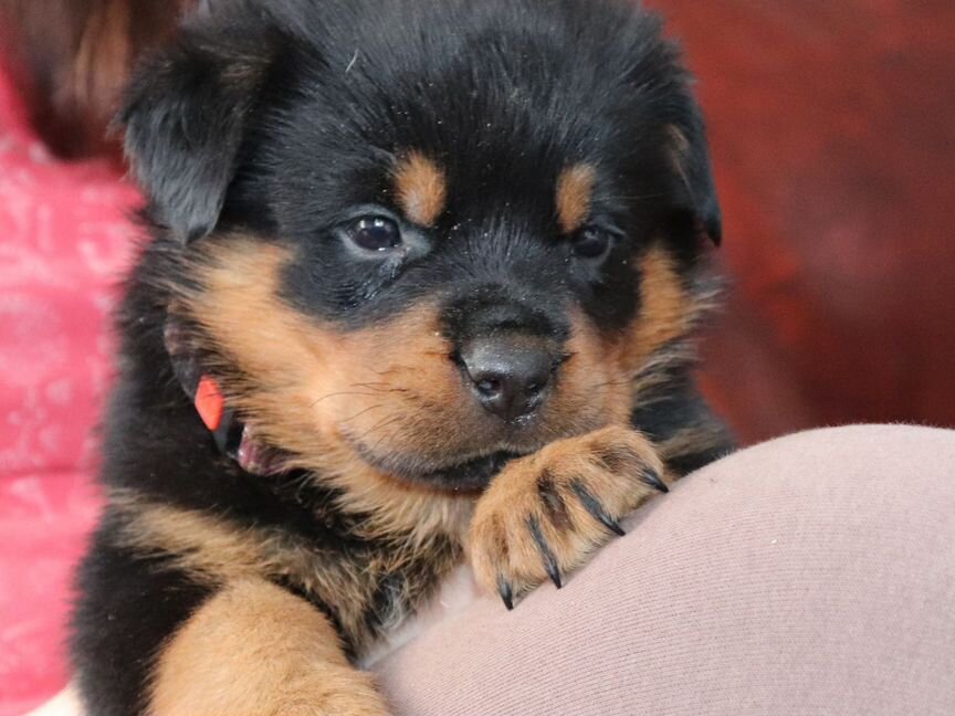 Ротвейлера щенки с отличной родословной