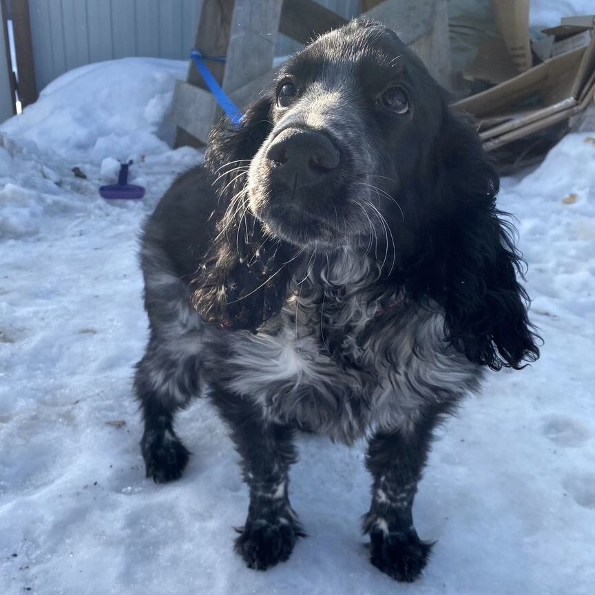 Русский охотничий спаниель, щенок