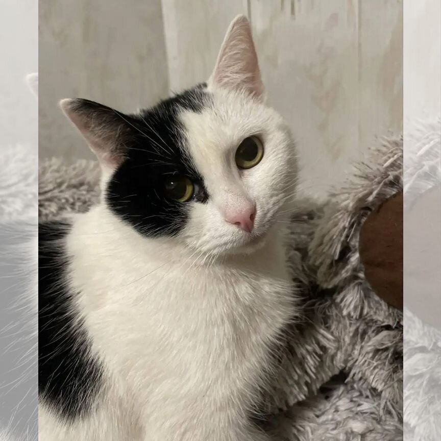 Взрослая, кошка в добрые руки