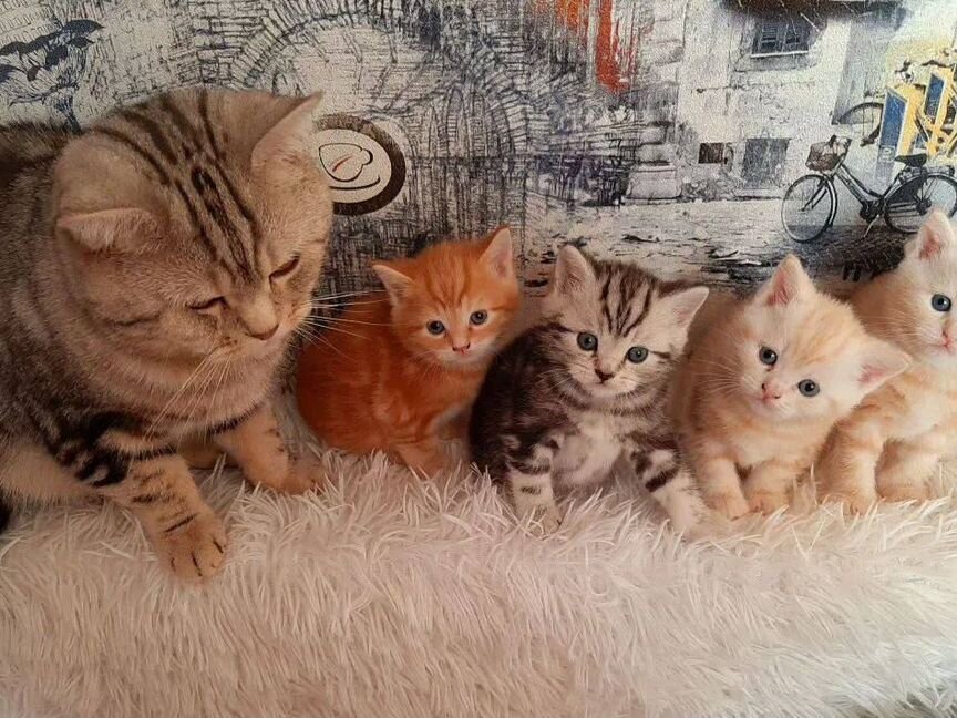 Британские котята