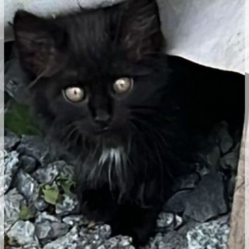 Котята в добрые руки даром бесплатно