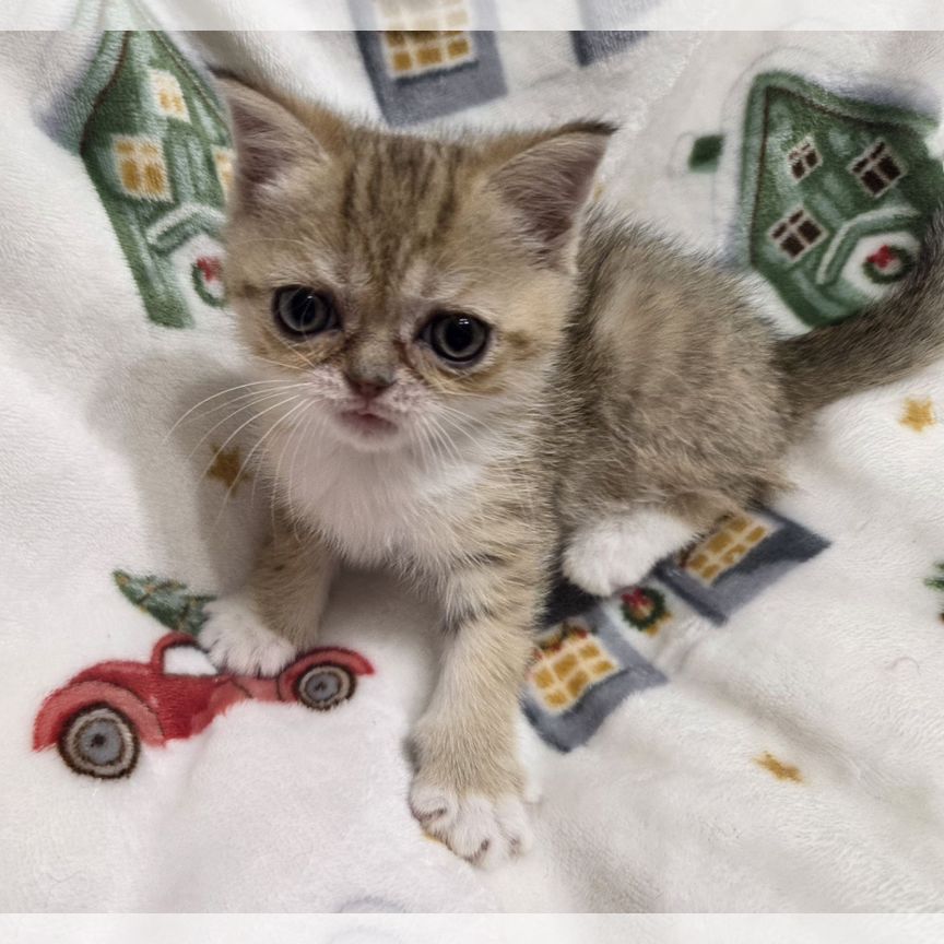 Шотландский прямоухий короткошёрстный котёнок