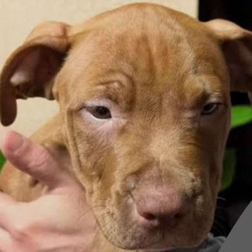 Американский питбультерьер, щенок