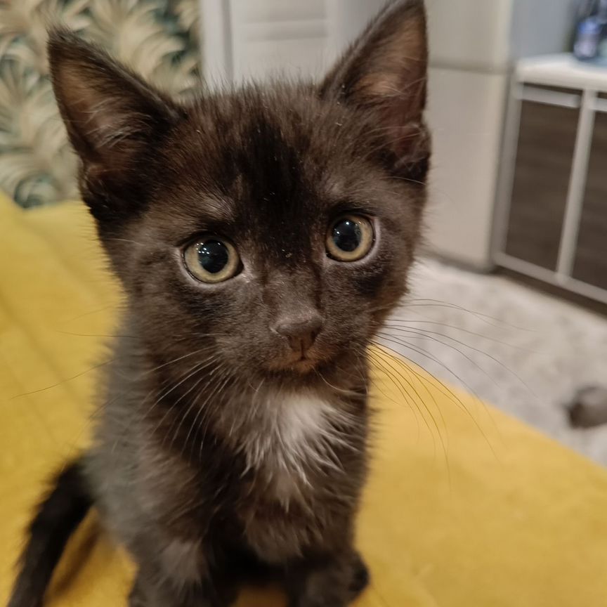 Котёнок в добрые руки