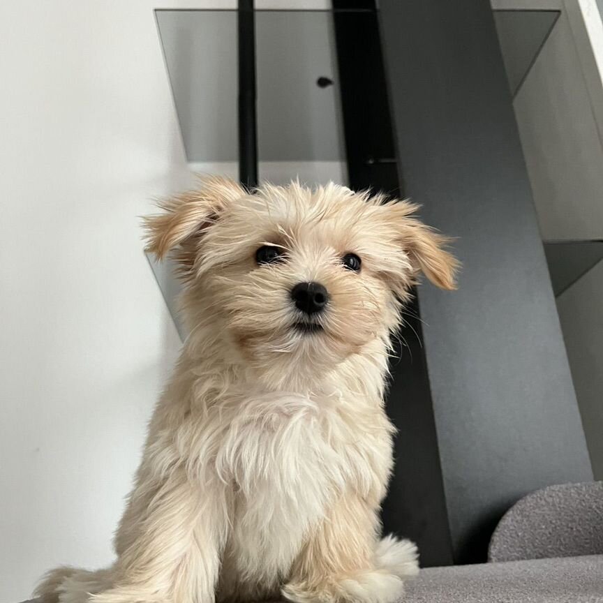 Собака мальтипу мини