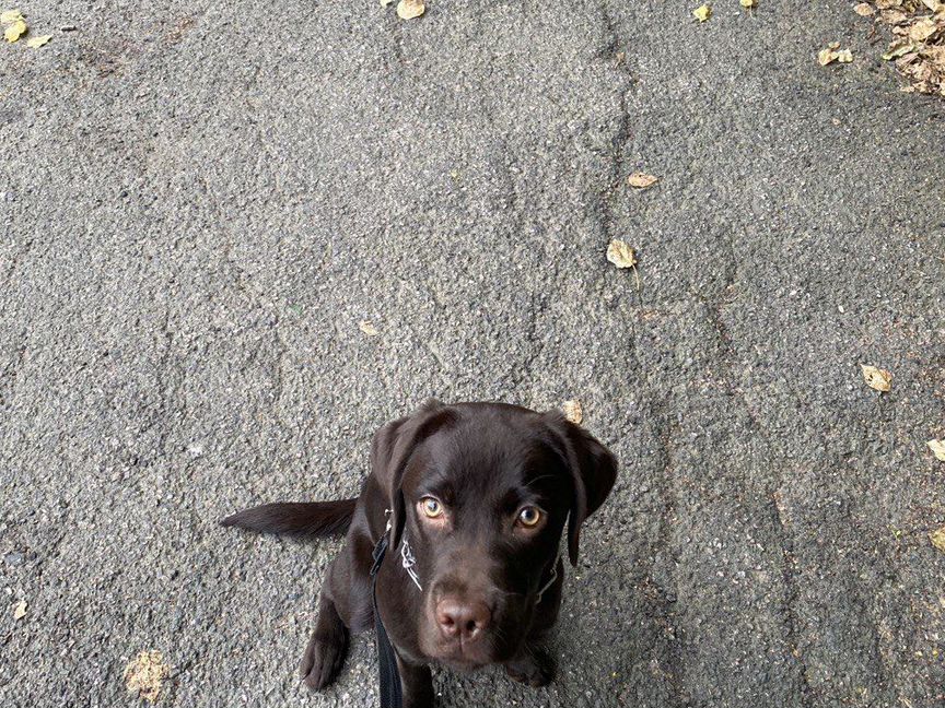 Шоколадная девочка