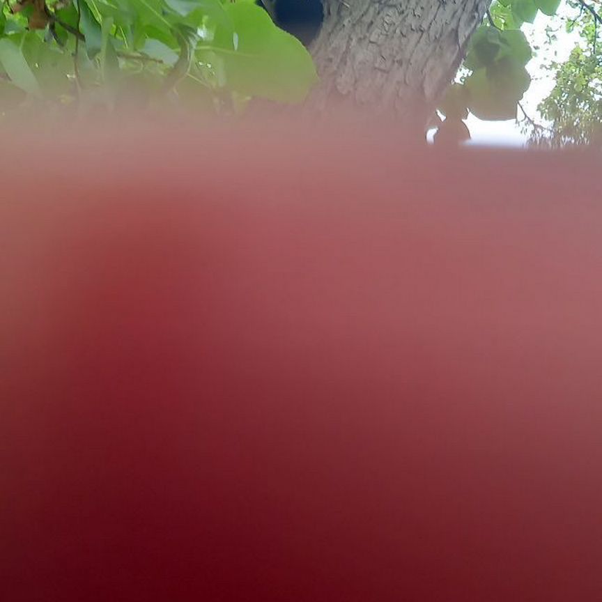 На дереве котенок истощенный