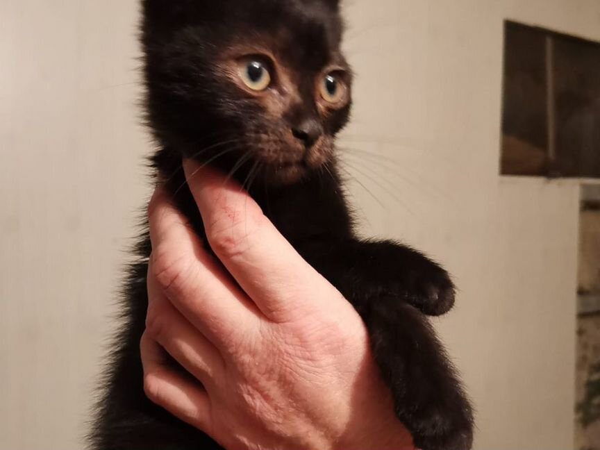 Черный котенок