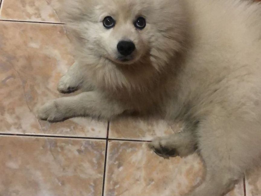 Жених японский шпиц