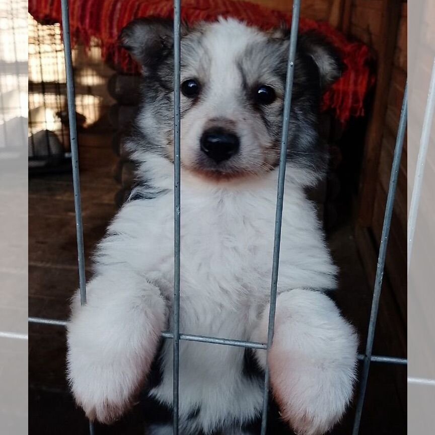 Щенок в добрые руки