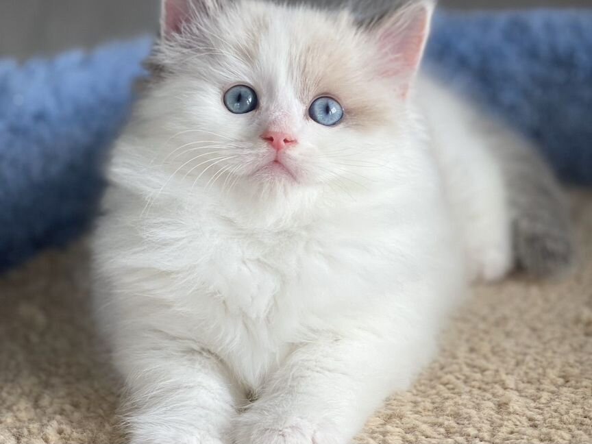 Котенок рэгдолл